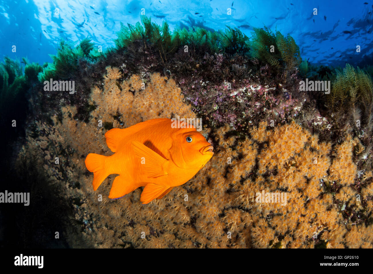 Garibaldi damsel hi-res stock photography and images - Alamy