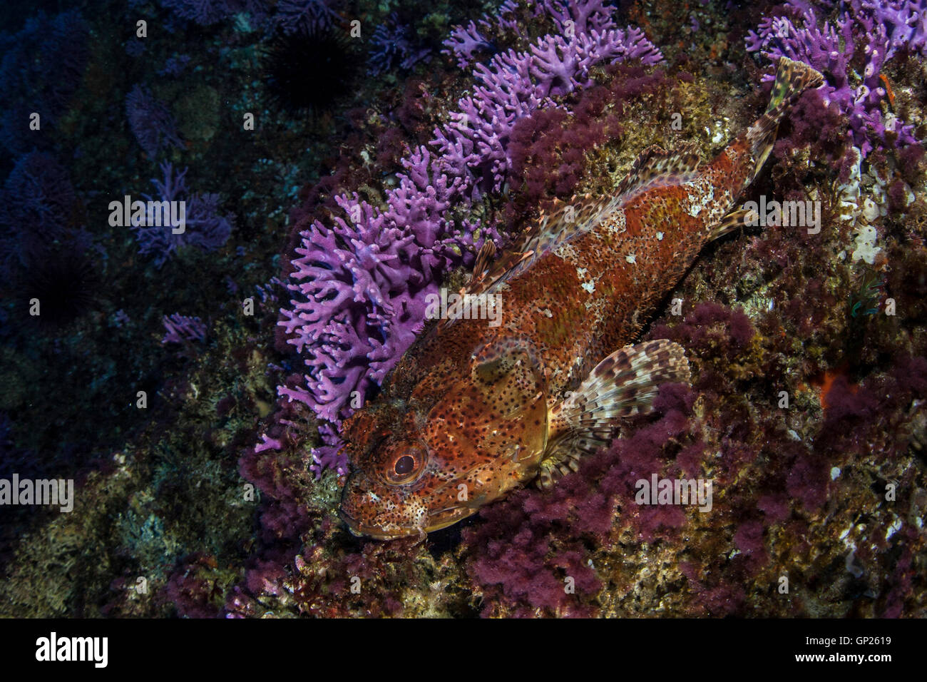 California scorpionfish hi-res stock photography and images - Alamy