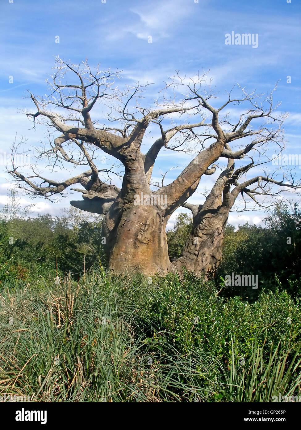 An upside down tree on the savanna Stock Photo - Alamy