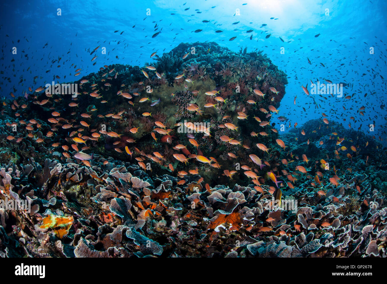 Anthias Anthias Sp High Resolution Stock Photography and Images - Alamy