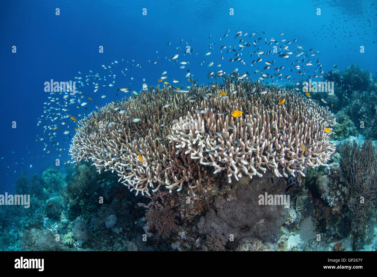 Various Chromis over Coral Reef, Chromis sp., Komodo National Park ...