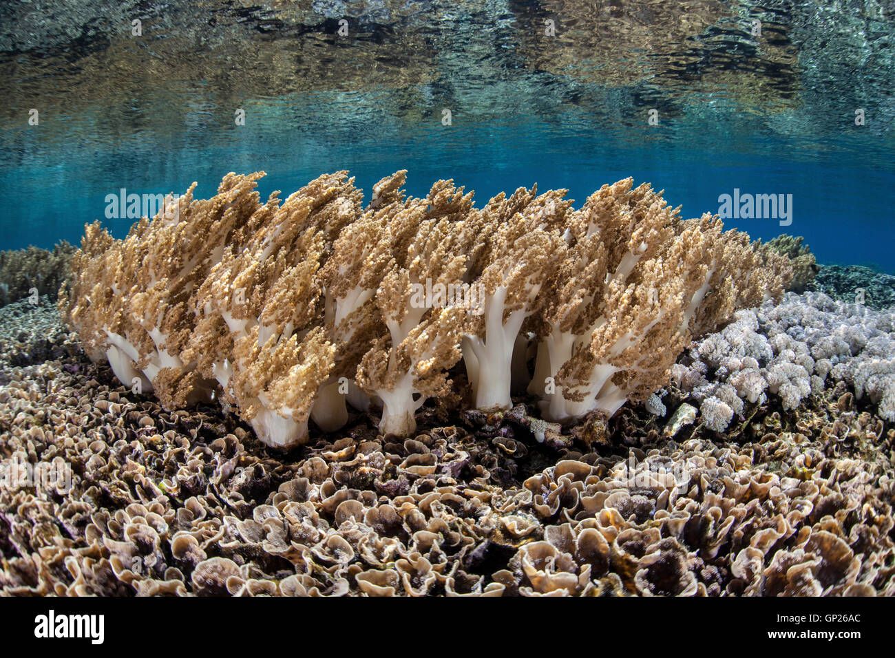 Soft Coral growing on Reef Top, Litophyton sp., Komodo National Park ...