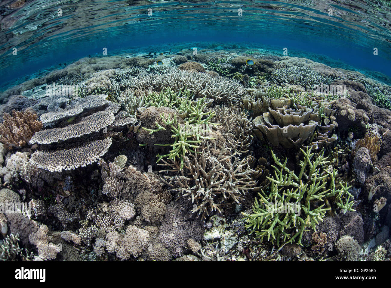 Corals growing on reef hi-res stock photography and images - Alamy