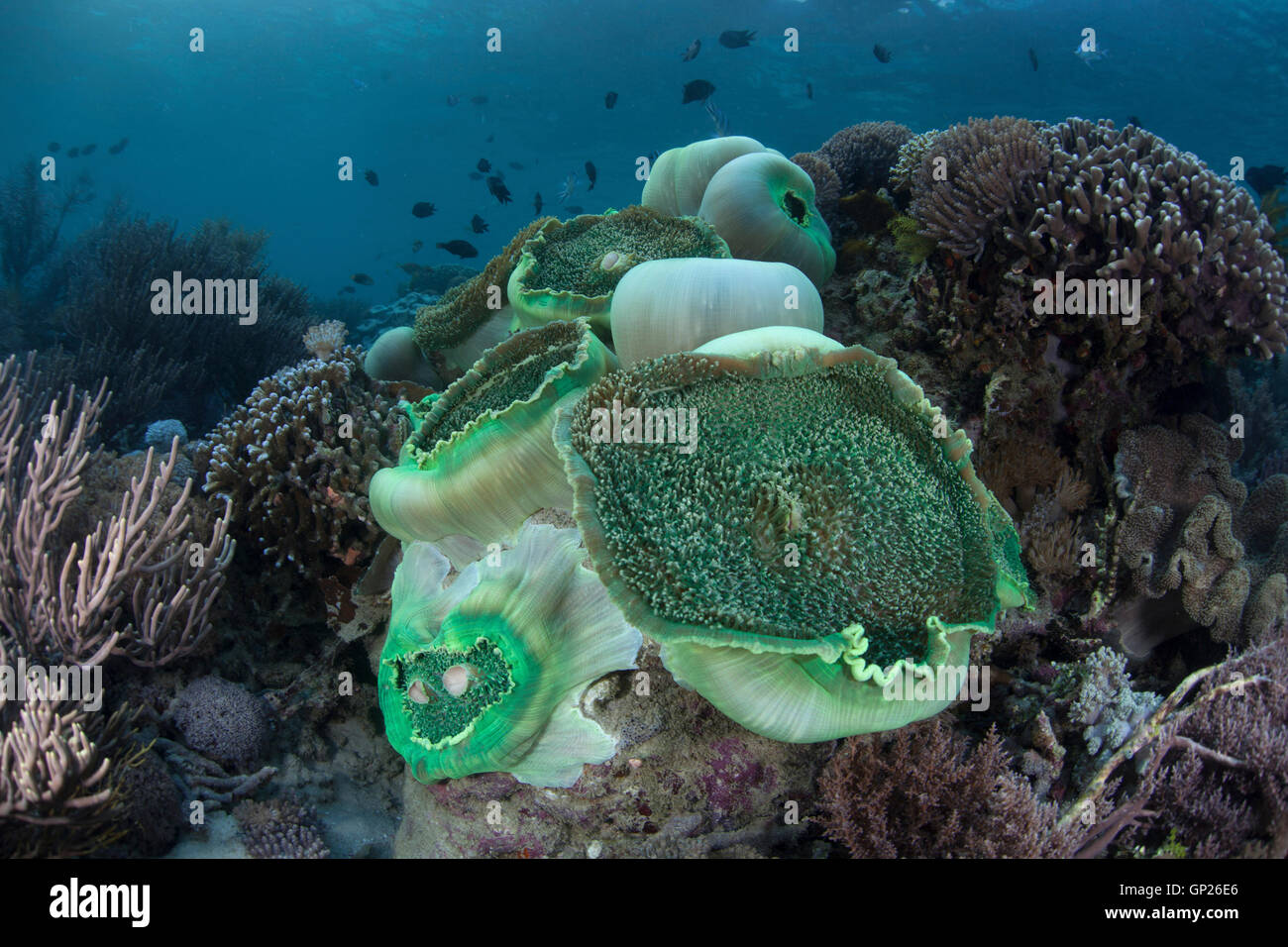 Giant elephant ear mushroom coral hi-res stock photography and images ...