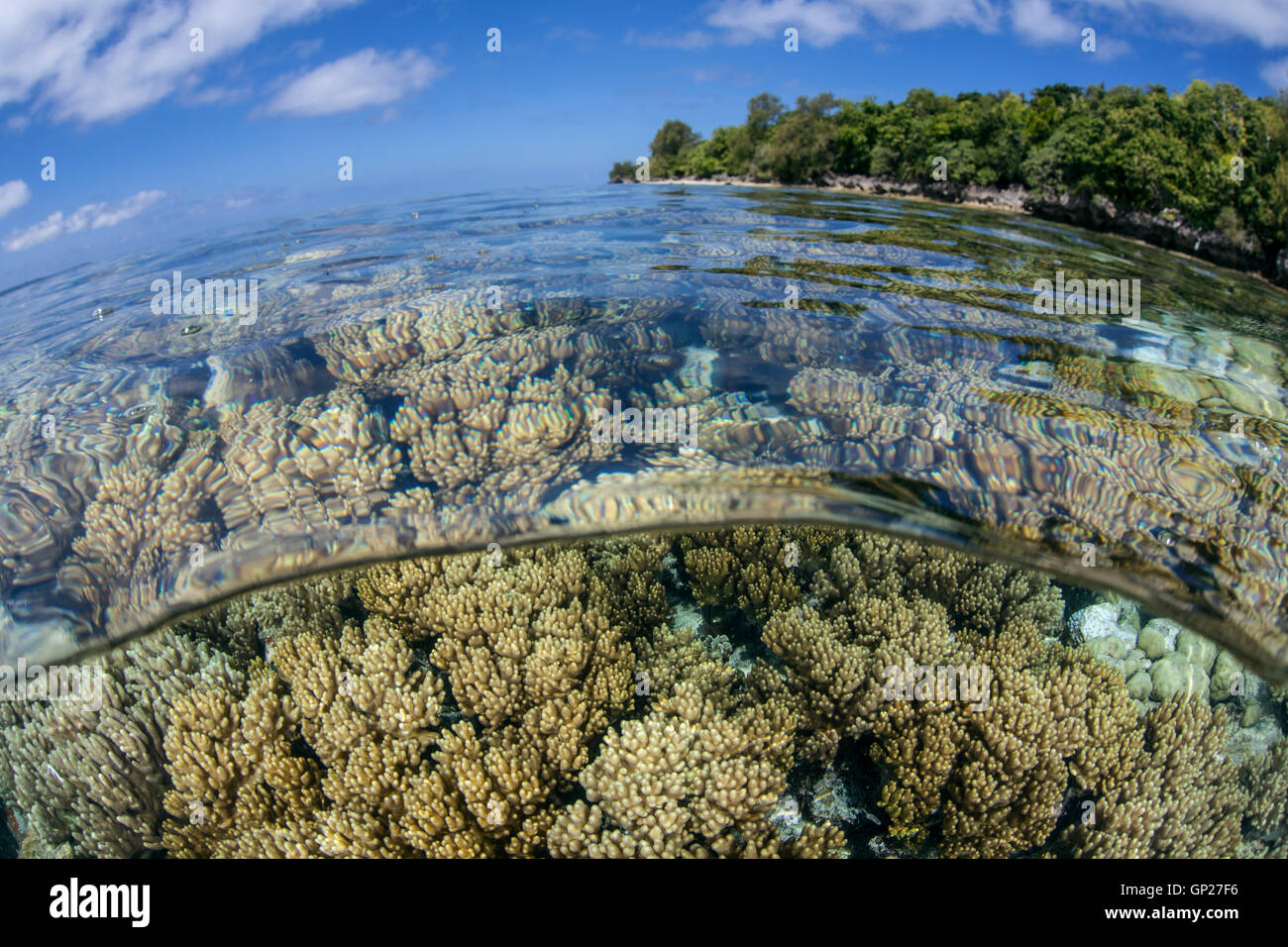 Shallow coral reef micronesia hi-res stock photography and images - Alamy