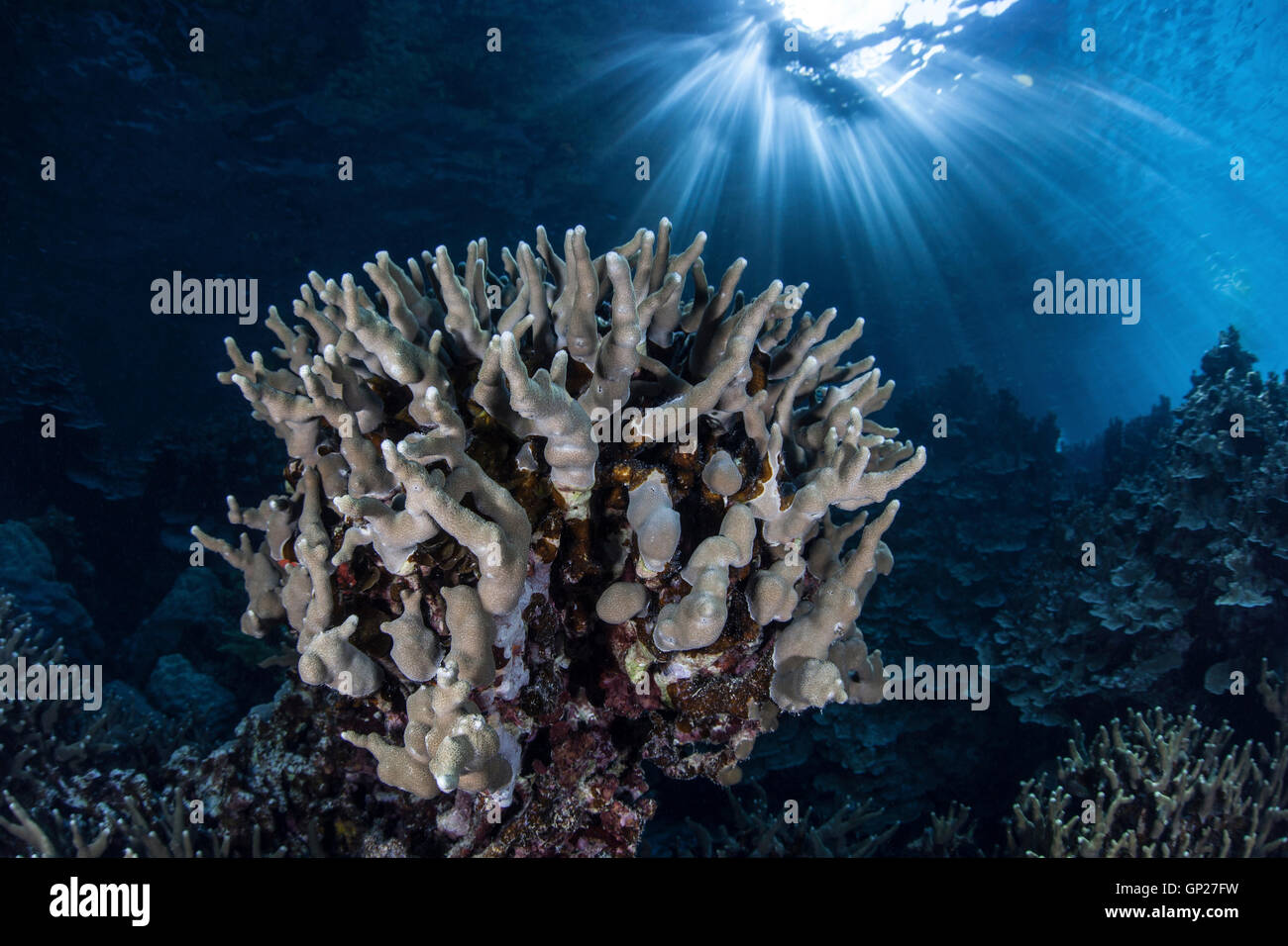 Porites coral hi-res stock photography and images - Alamy