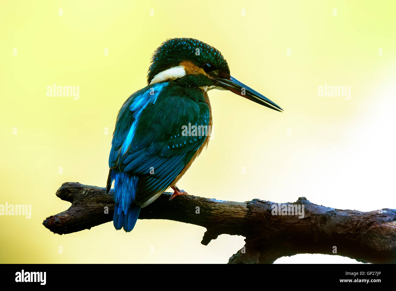 Asian avian beauty hi-res stock photography and images - Alamy