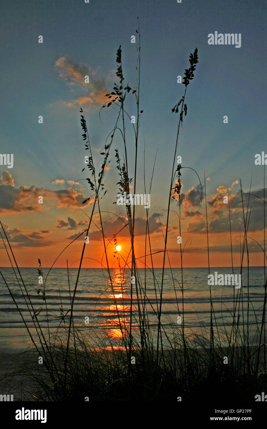 Some reeds with sunset over the ocean Stock Photo - Alamy