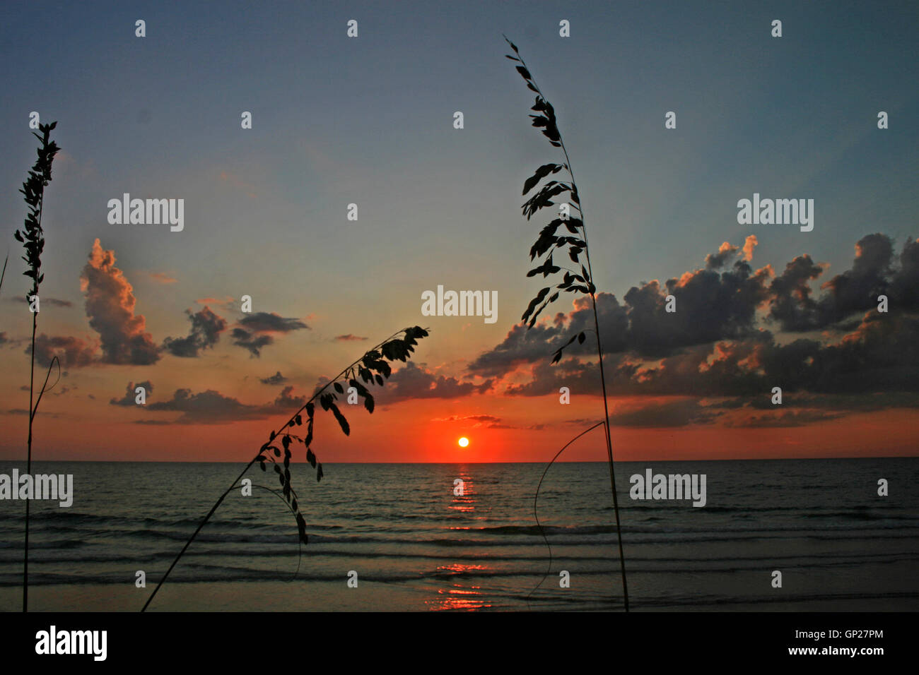 Some reeds with a sunset over the ocean Stock Photo - Alamy