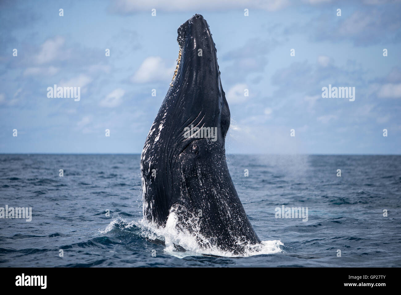 Humpback whale spy hopping hi-res stock photography and images - Alamy