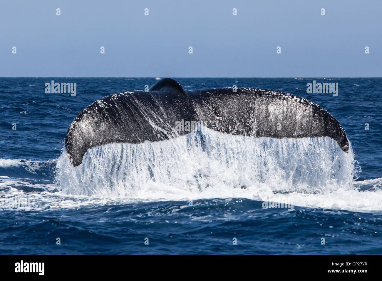 Fluke High Resolution Stock Photography and Images - Alamy