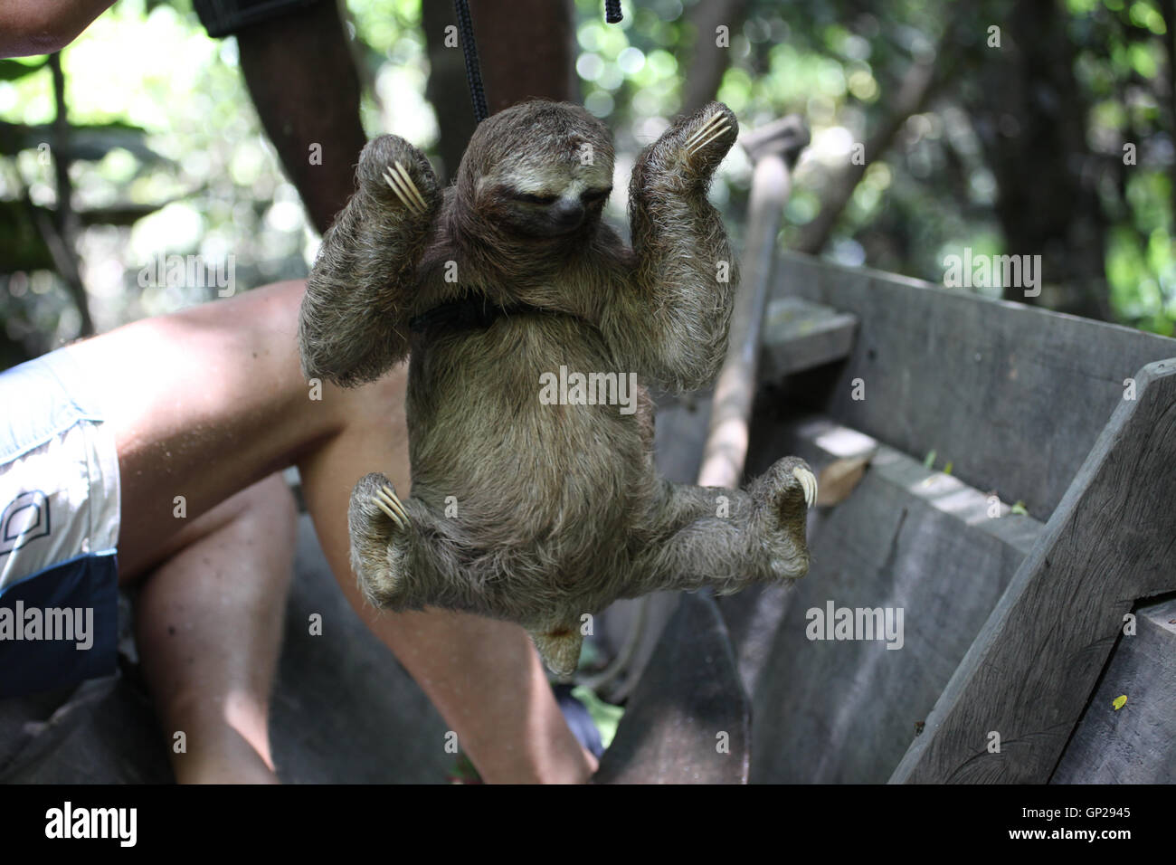 Closeup of a three toed sloth hi-res stock photography and images - Alamy