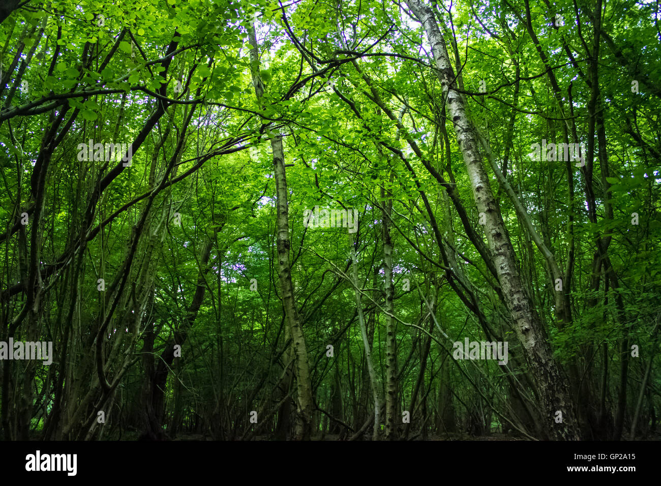 In the country Stock Photo - Alamy