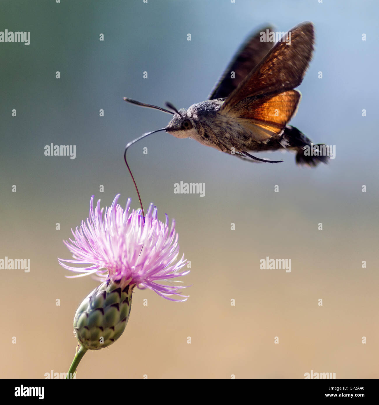 Nectaring from a flower hi-res stock photography and images - Alamy