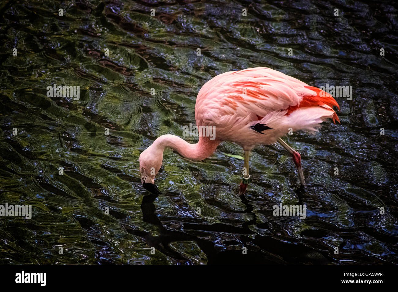 Side view beautiful birds nest hi-res stock photography and images - Alamy