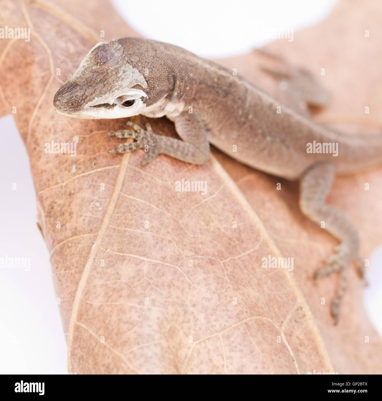 Lizard molting skin on its head Stock Photo - Alamy