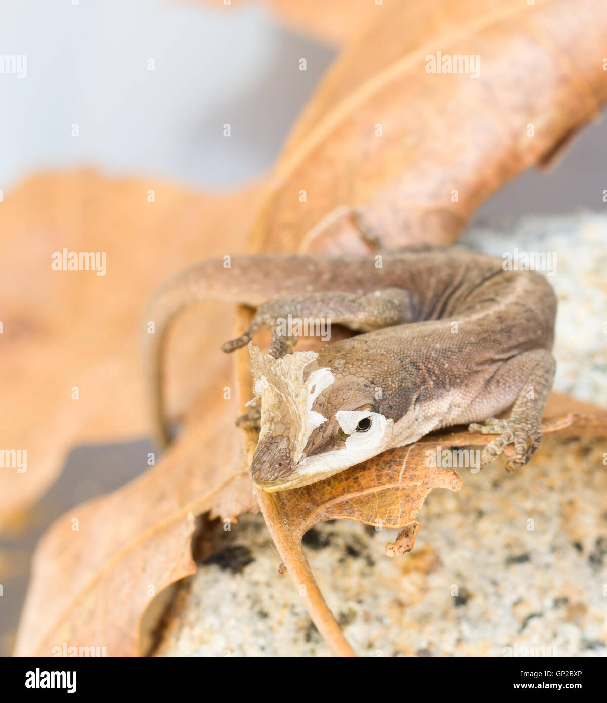 Lizard uses hind leg to peel off old skin layer. It then ate the old ...