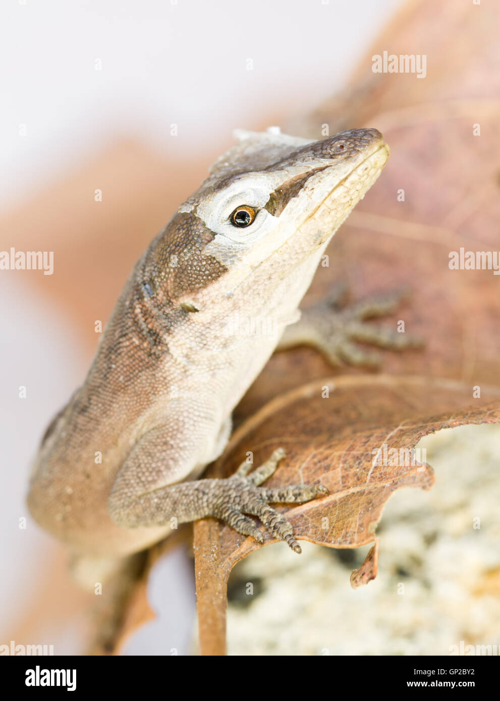 Close up of brown anole lizard molting old skin on head, in North ...