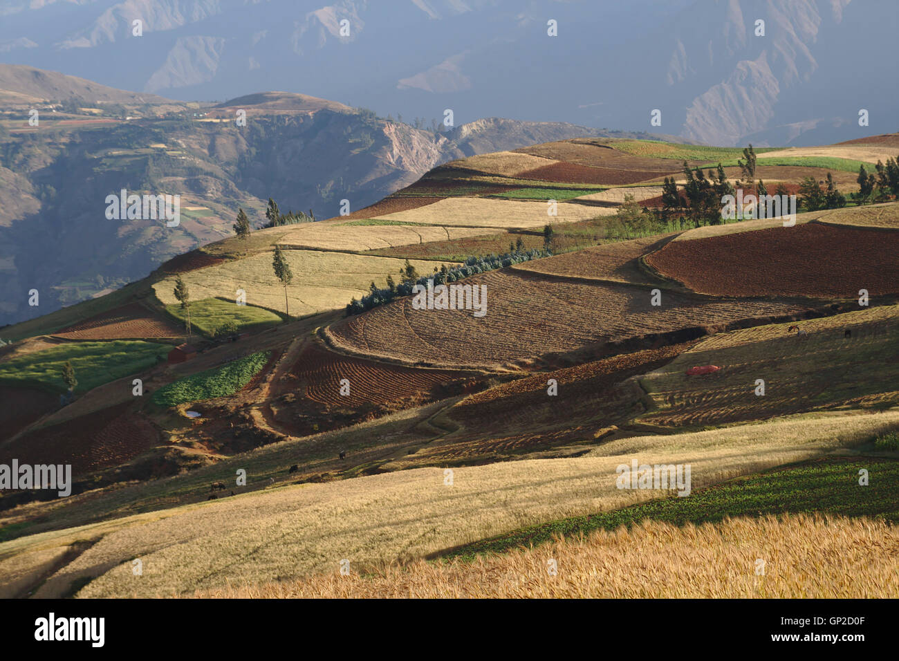 Fields above Callejon de Huaylas and below Cordillera Blanca around ...