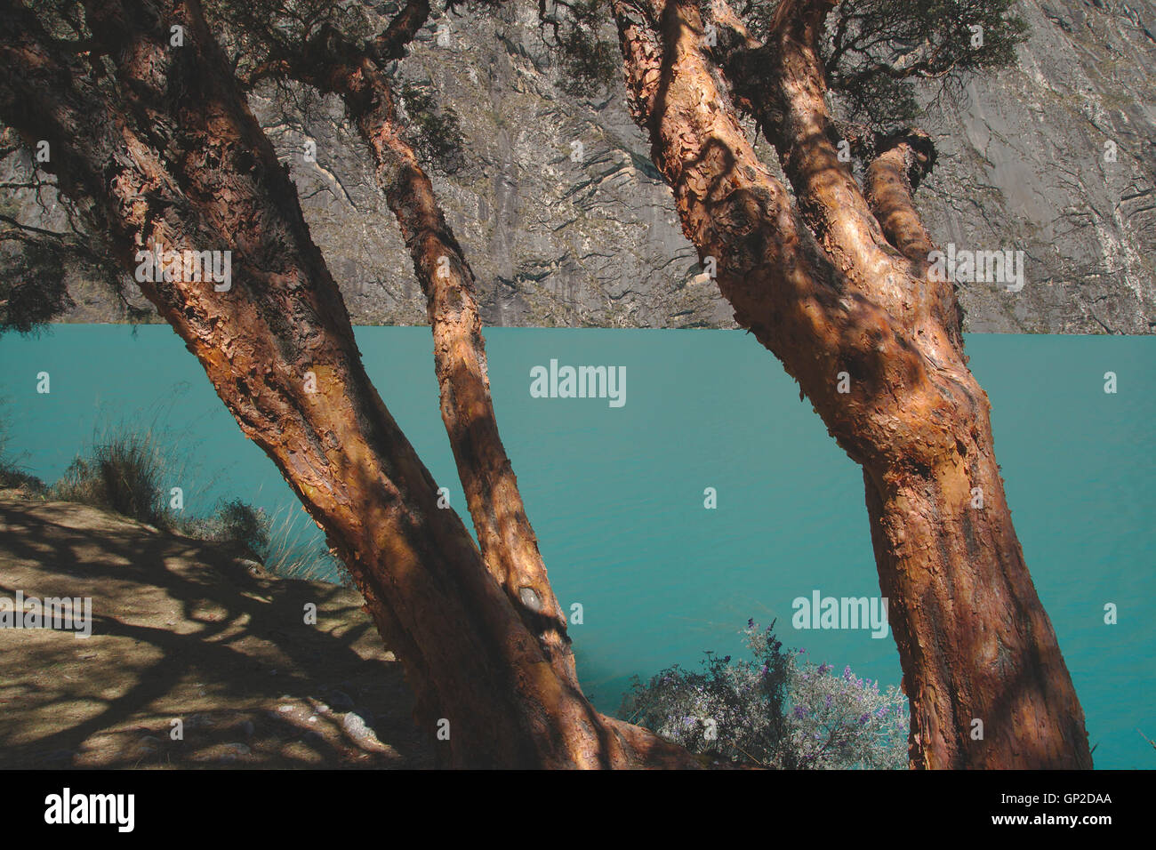 Polylepis trees, Laguna Llanganuco, Cordillera Blanca, Peru Stock Photo ...
