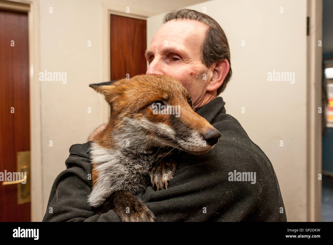 Steve Edgington, of Hassocks, West Sussex, with his pet fox, Miss ...