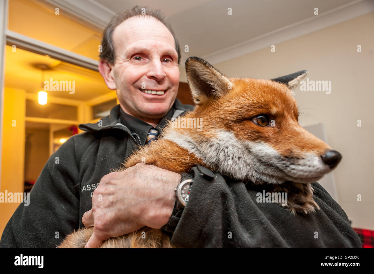 Steve Edgington, of Hassocks, West Sussex, with his pet fox, Miss ...