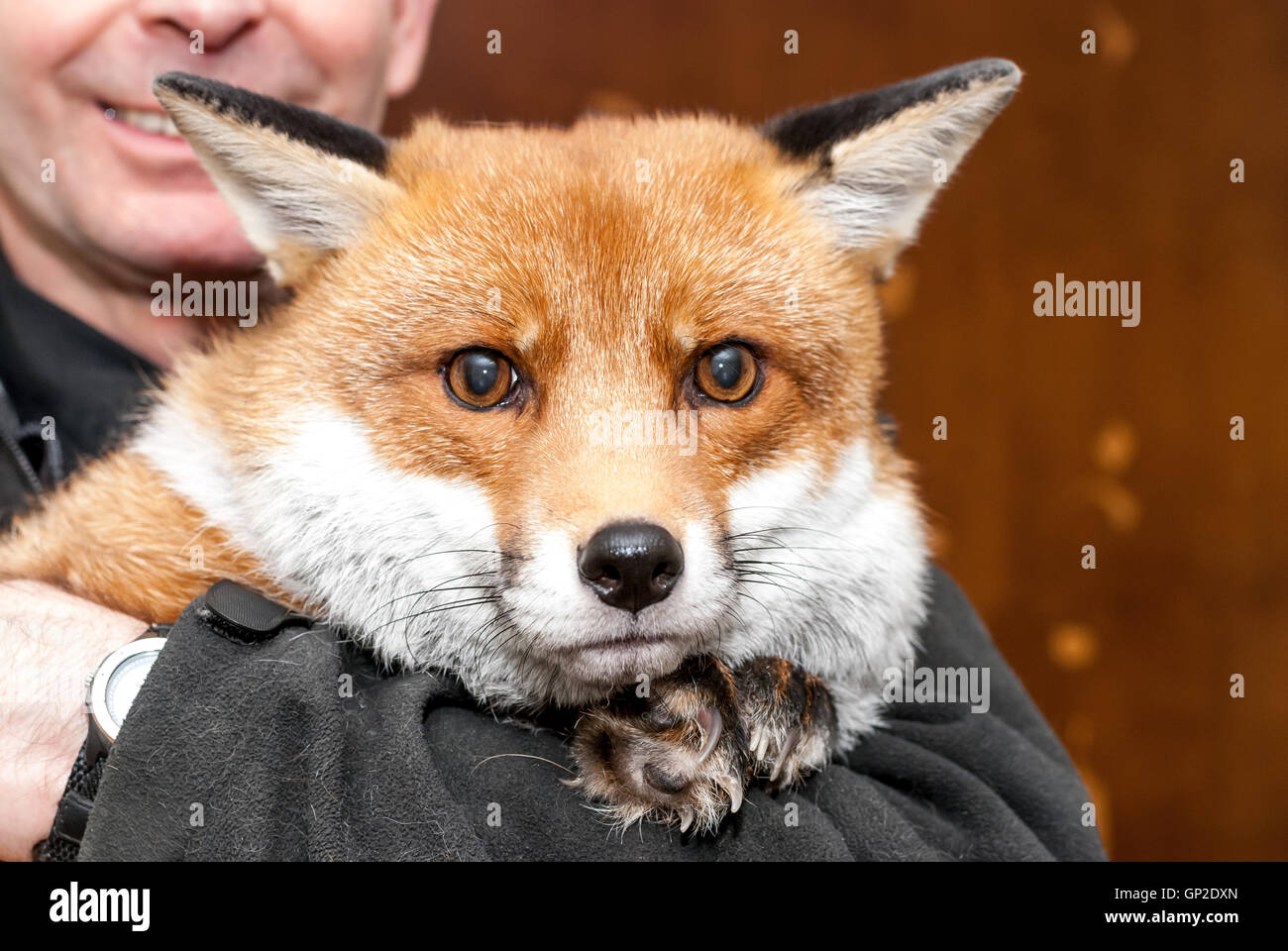 Steve Edgington, of Hassocks, West Sussex, with his pet fox, Miss ...