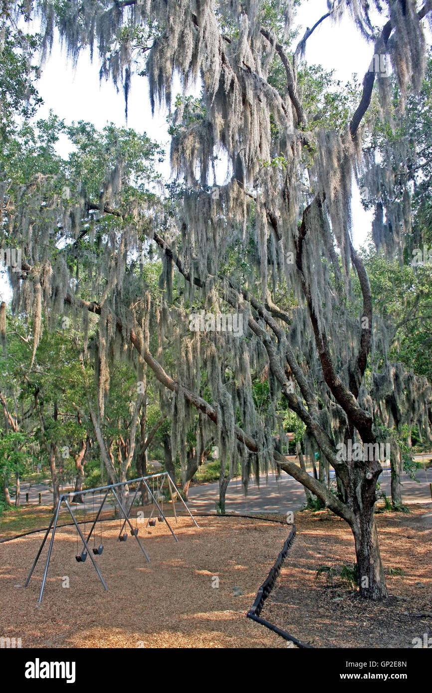 Spanish moss hanging from trees hi-res stock photography and images - Alamy