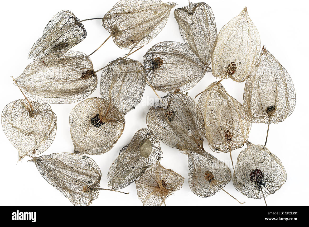 Dried fruits of Cape gooseberry on a light background Stock Photo - Alamy