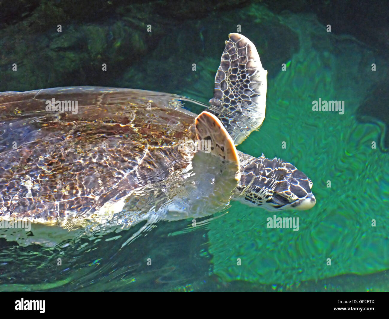 A turtle swimming with its fins in the air Stock Photo - Alamy