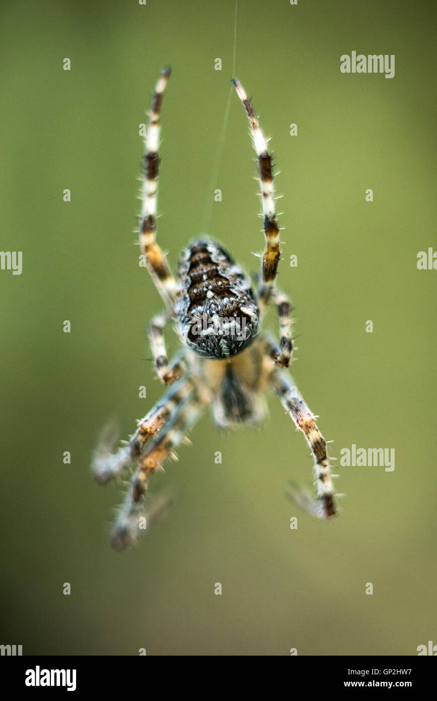 A common garden spider in Sussex Stock Photo - Alamy