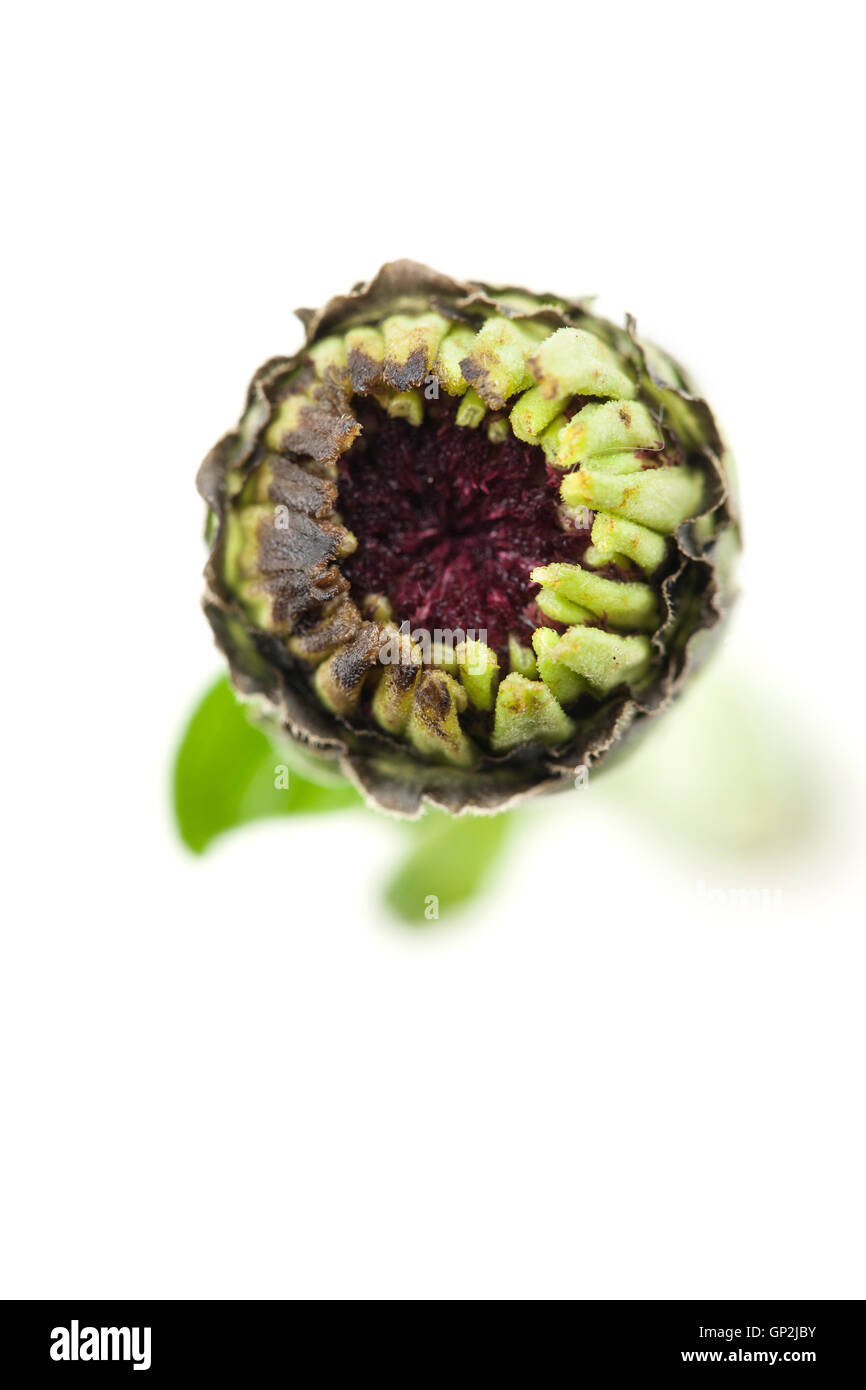 Flower head opening Cut Out Stock Images & Pictures - Alamy