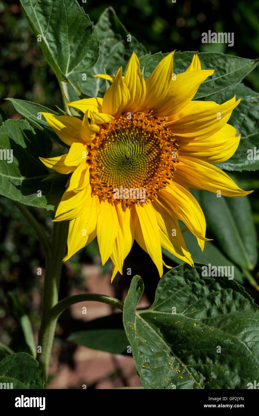 Single head sunflower hi-res stock photography and images - Alamy