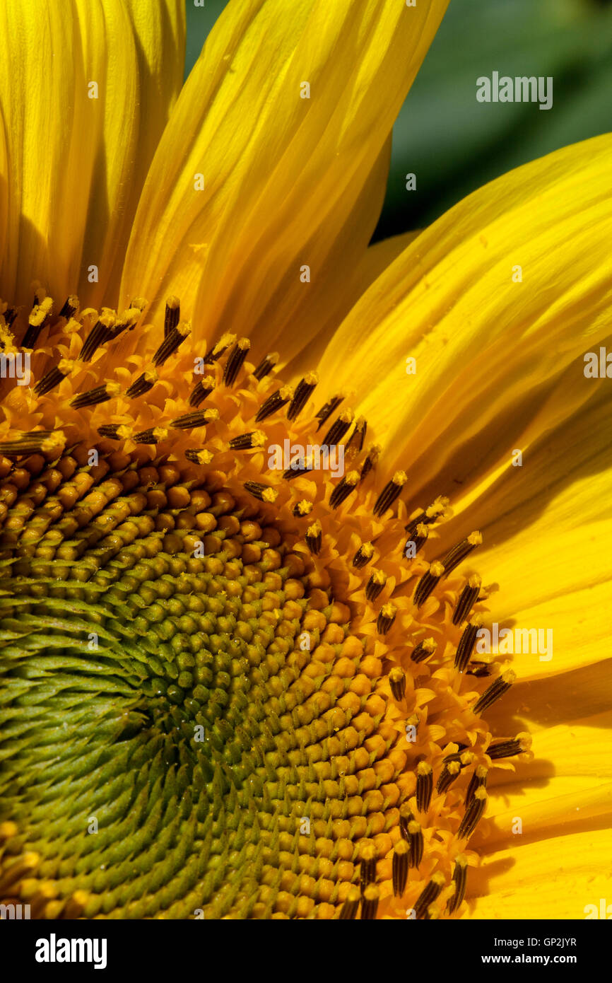 Closeup of a sunflower head Stock Photo - Alamy