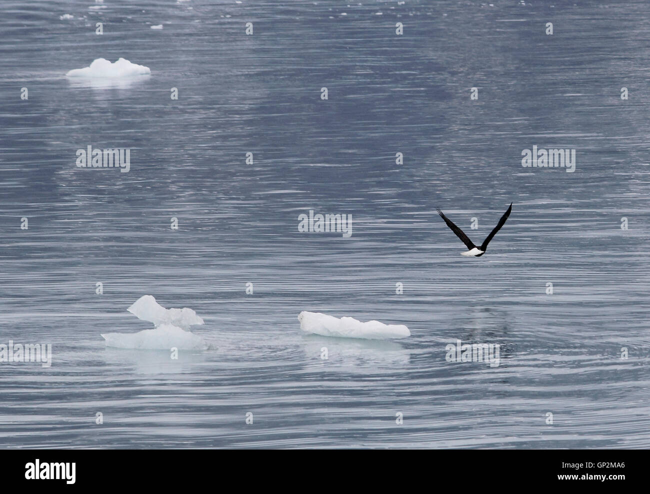 Bald Eagle flying from ice flow Galcier Bay Inside Passage Southeast ...