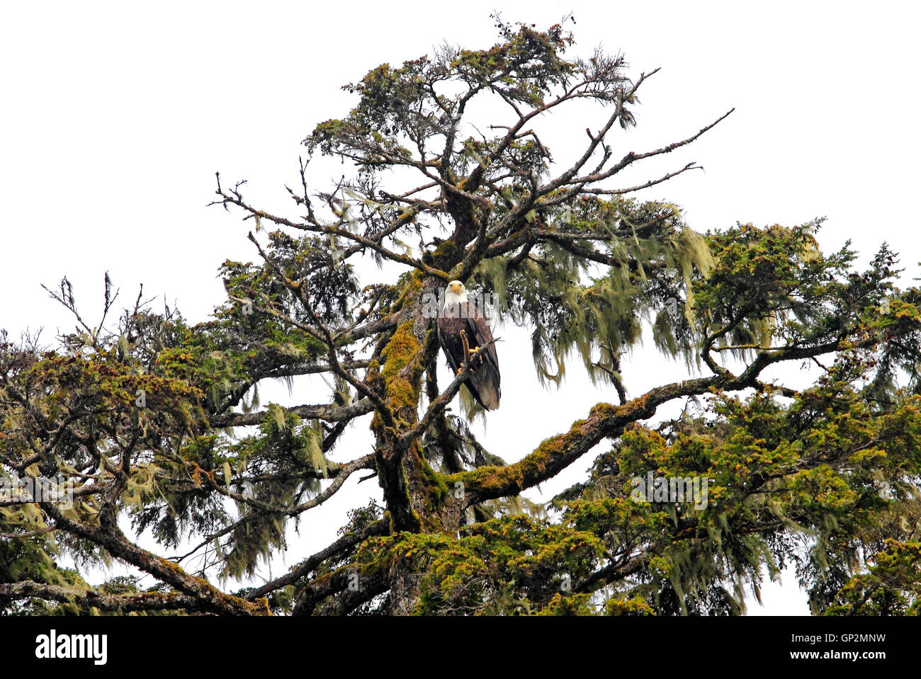 Southeast alaska bald eagle hi-res stock photography and images - Alamy