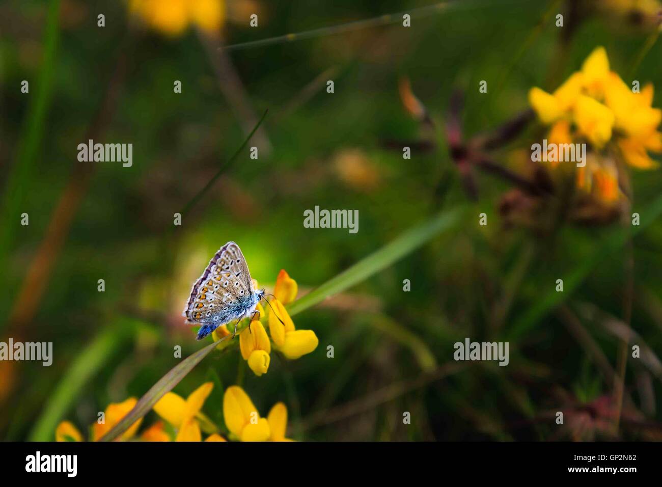 Silver Studded Blue Butterfly on Cornish Coast, England, UK Stock Photo ...