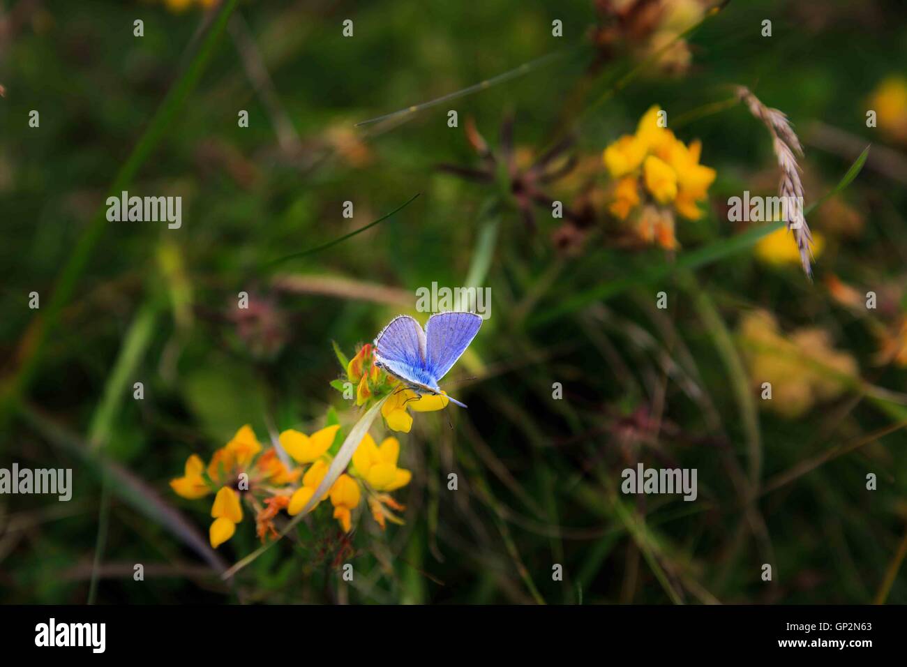 Silver Studded Blue Butterfly on Cornish Coast, England, UK Stock Photo ...