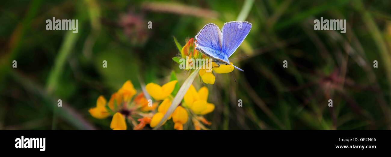 Silver Studded Blue Butterfly on Cornish Coast, England, UK Stock Photo ...