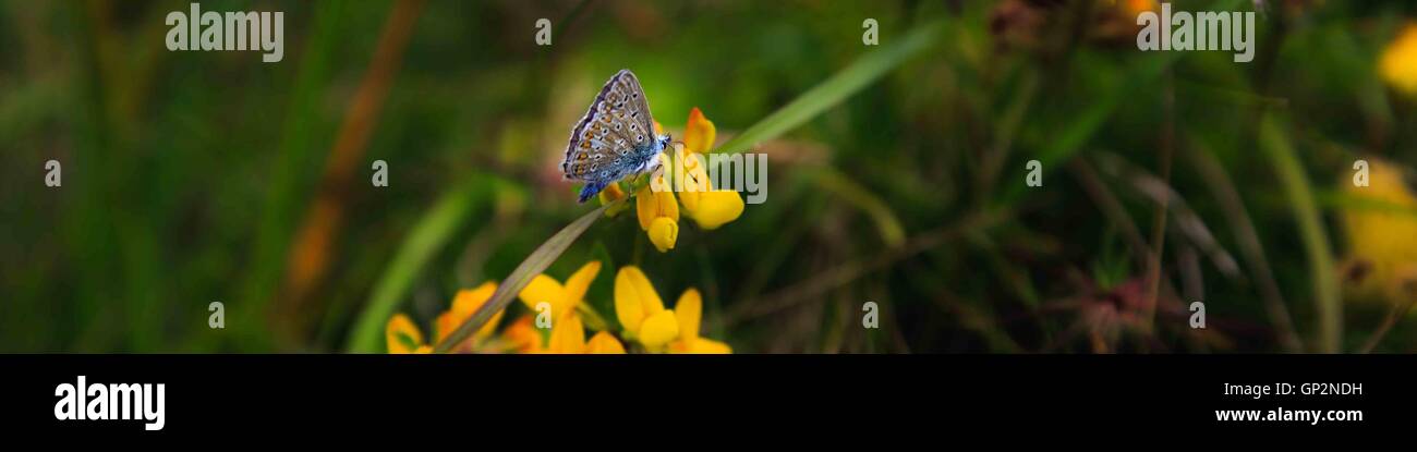 Silver Studded Blue Butterfly on Cornish Coast, England, UK Stock Photo ...