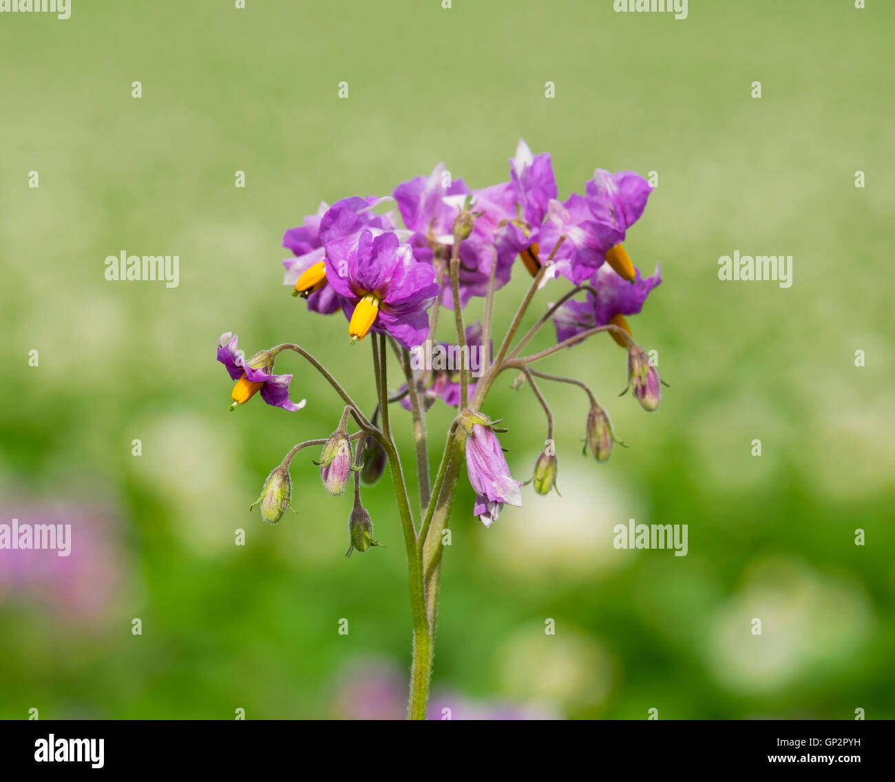 Main crop potatoes flowering in a Shropshire field, England, UK Stock ...