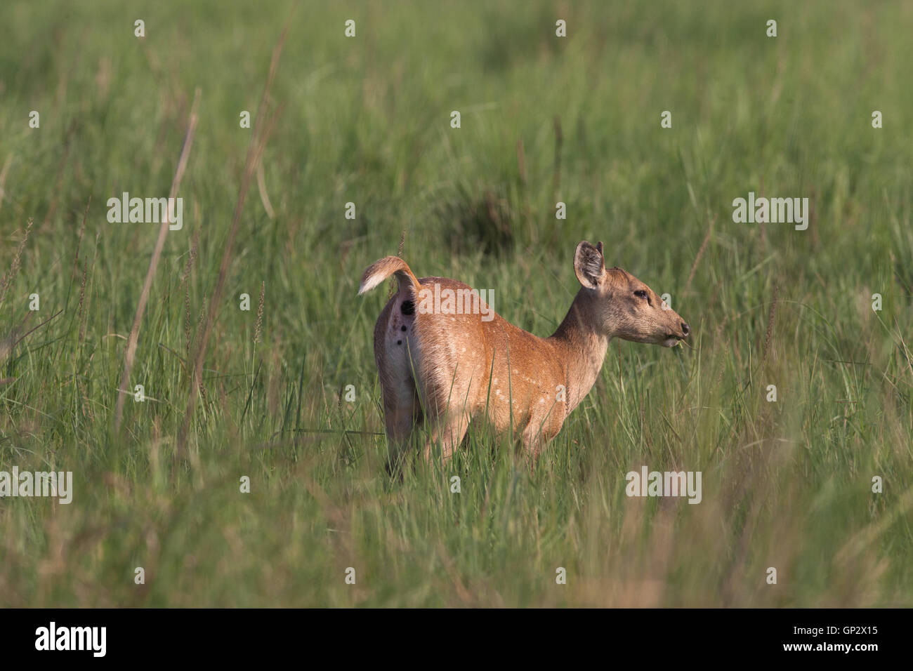 The Indian Hog Deer stands alert in the grasslands of Dhikala in Jim ...