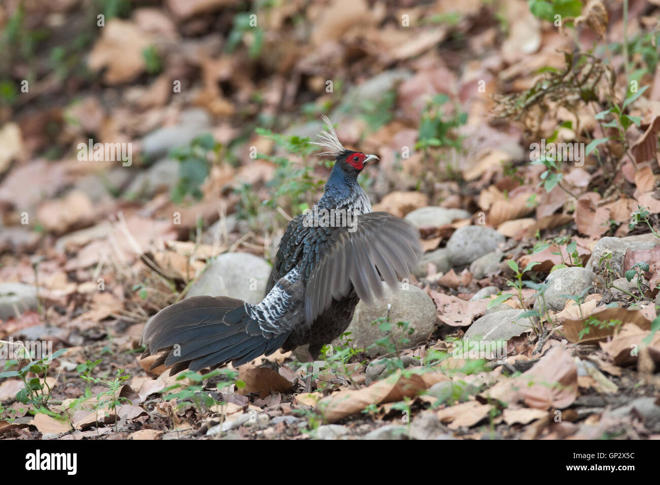 Khaleej khalij indian india wild wildlife bird animal hi-res stock ...