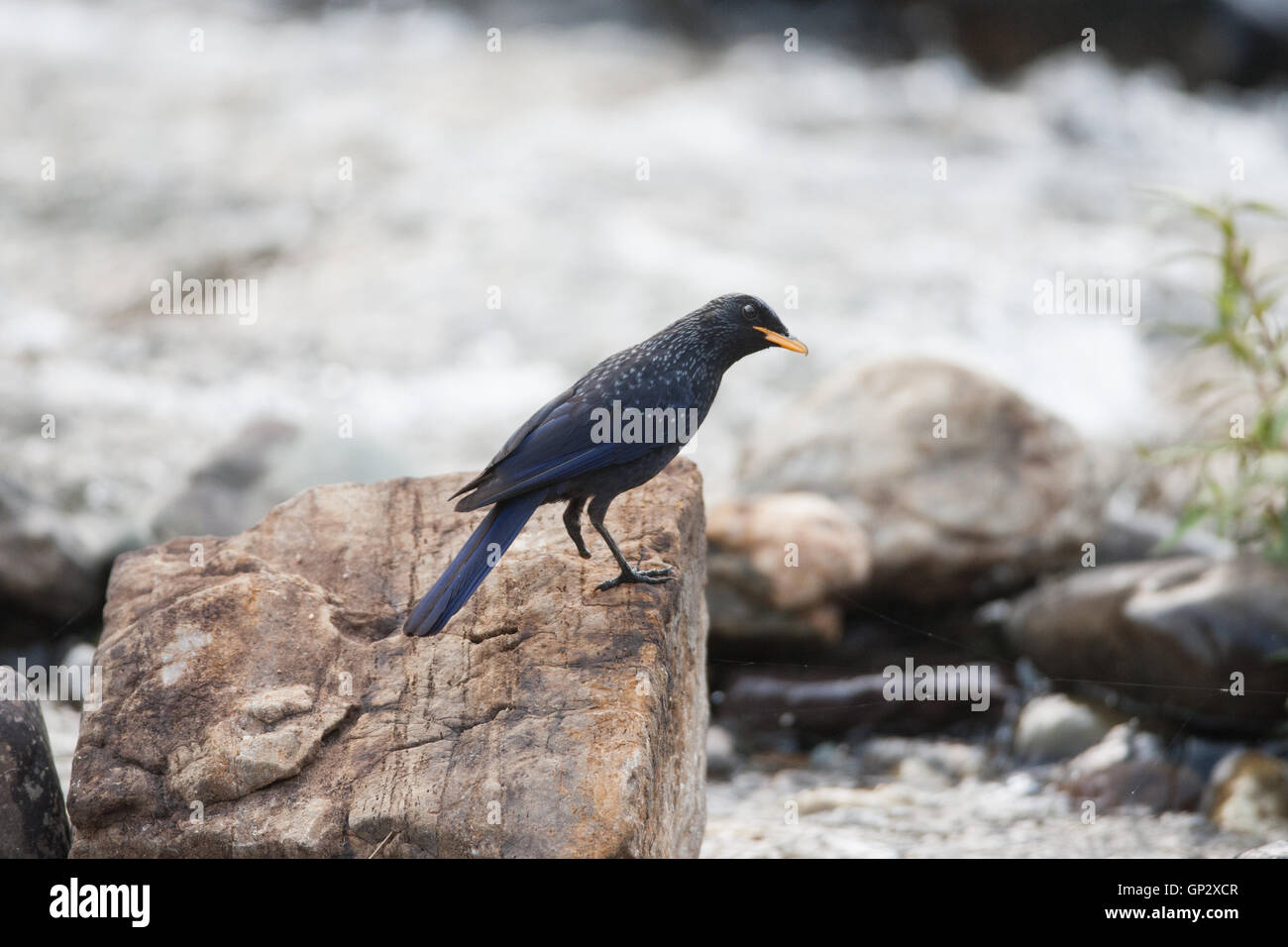 The blue whistling thrush (Myophonus caeruleus) lost one of its leg on ...