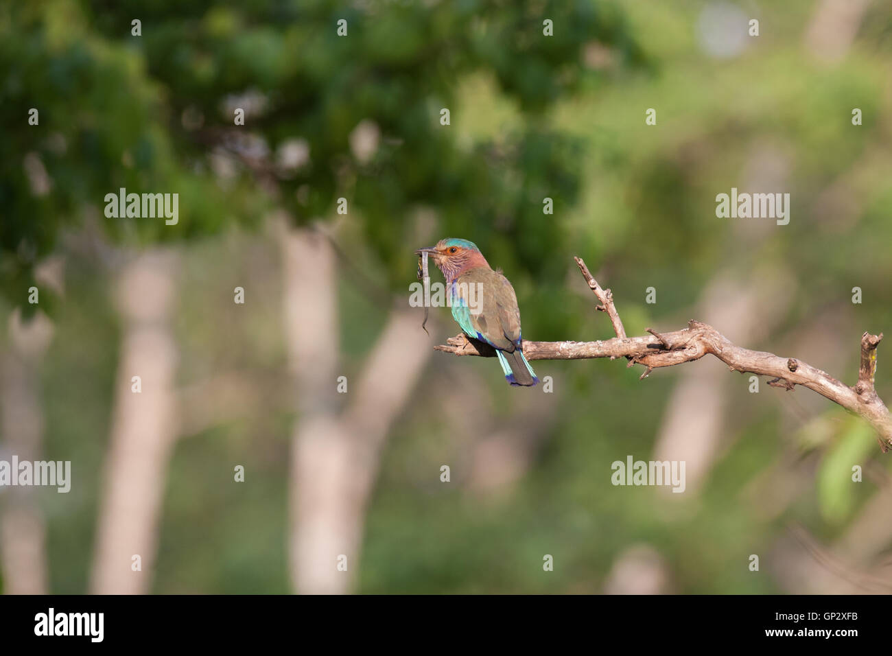 The Indian Roller state bird of Karnataka perched on wooden perch in ...