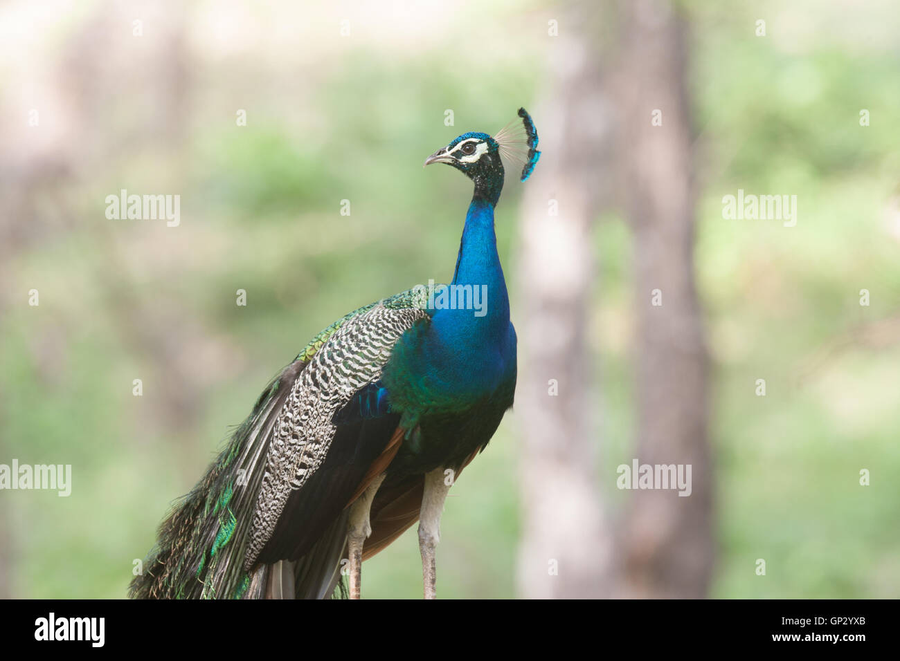Indian National Bird Peacock perched on a stump of tree at Nagarhole ...