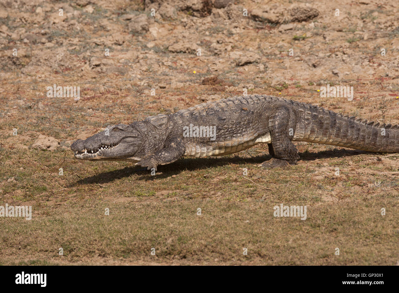 Indian crocodile mugger on the river bank in Chambal on the Madhya ...
