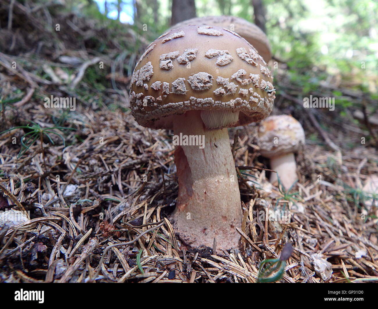 toadstool, mushroom Stock Photo - Alamy