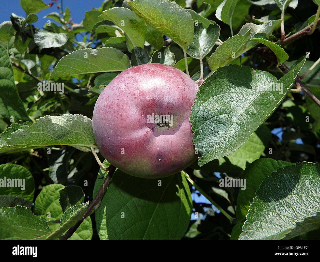 Apple, apple on the tree Stock Photo - Alamy