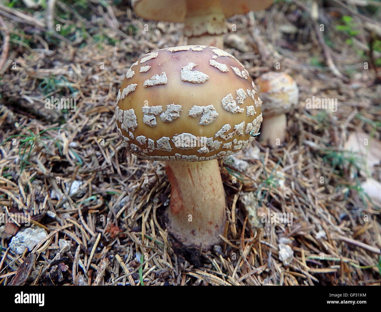 toadstool, mushroom Stock Photo - Alamy